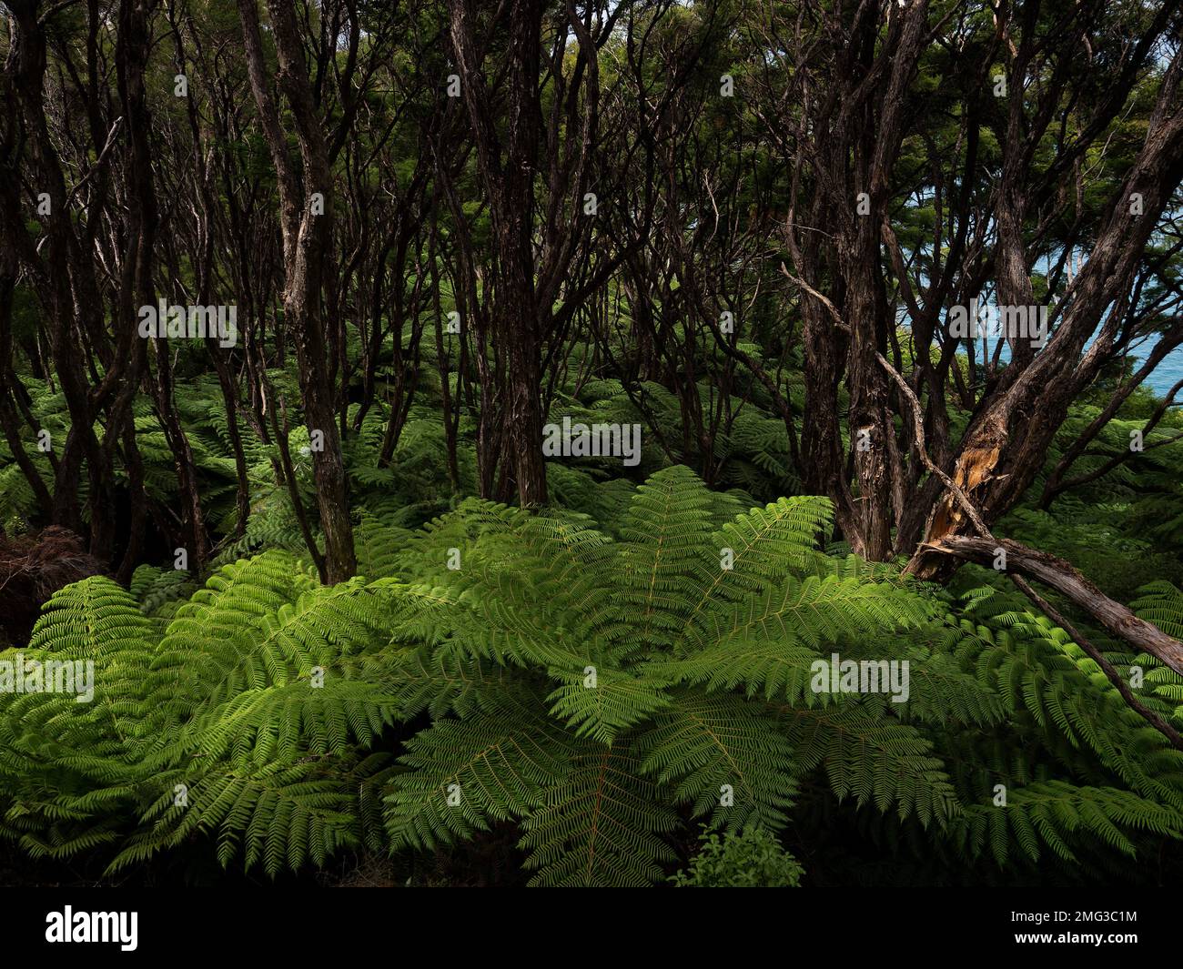New zealand native tree fern in rain forest hi-res stock photography ...