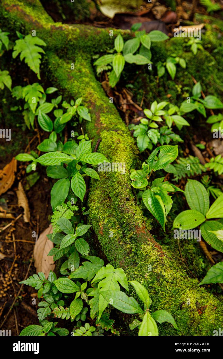 Roots with moss growing along the trail at the Tenorio Volcano National ...