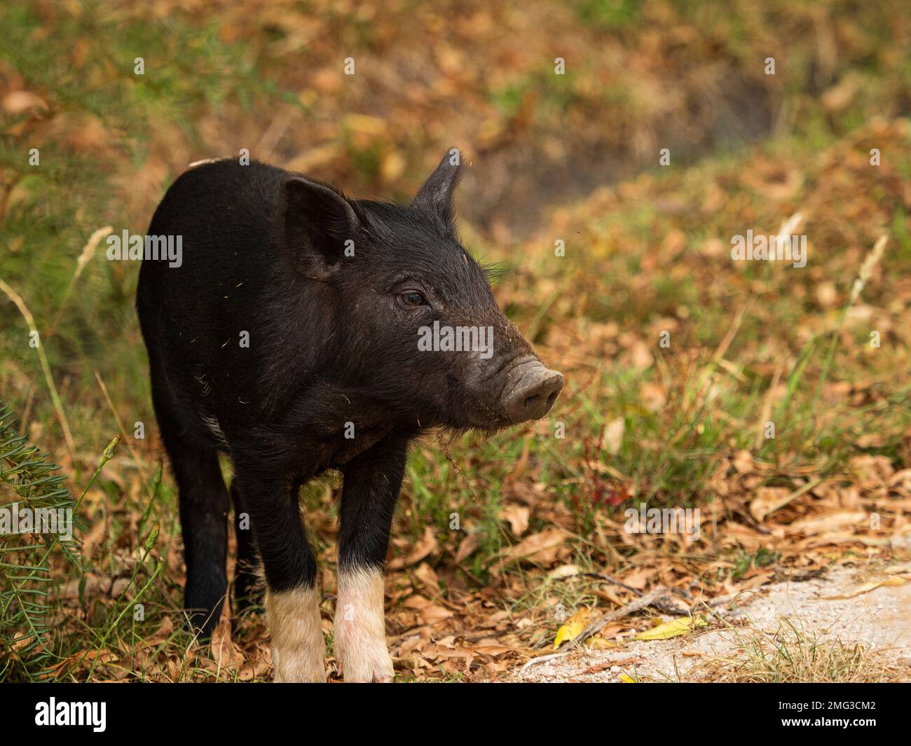 Closeup portrait of young black piglet wild boar feral baby pig with ...