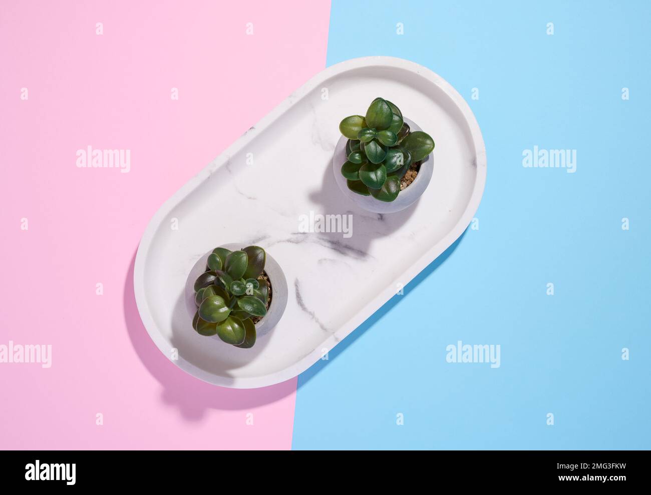 Two ceramic pots with plants on a pink-blue background, top view Stock ...