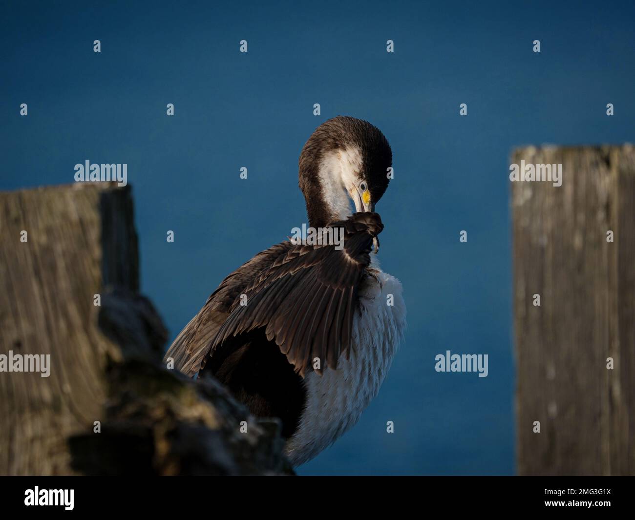 Black and white common shag Australian pied cormorant with beak down ...