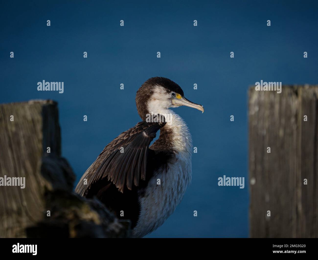 Black and white common shag Australian pied cormorant sitting on wooden ...