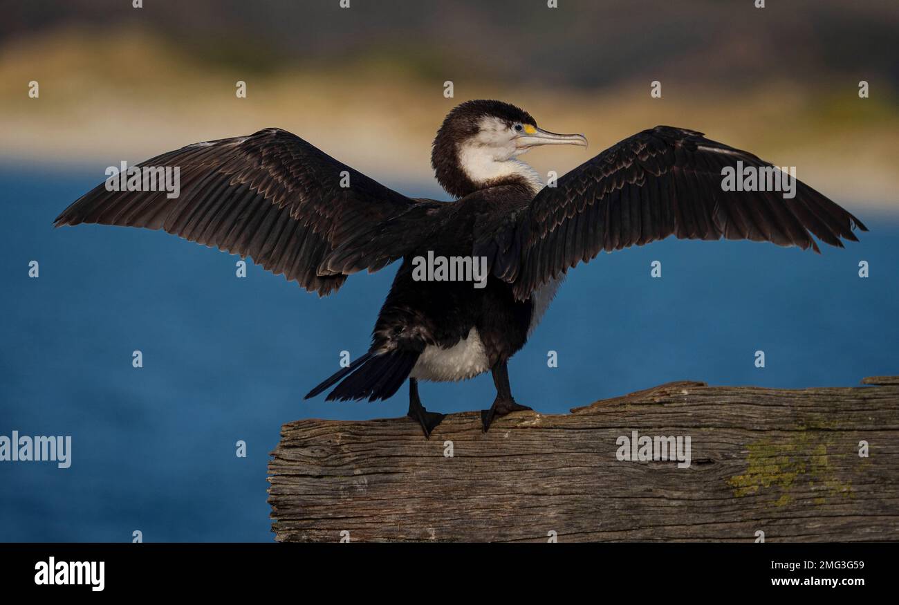 Back view of black white common shag Australian pied cormorant with ...