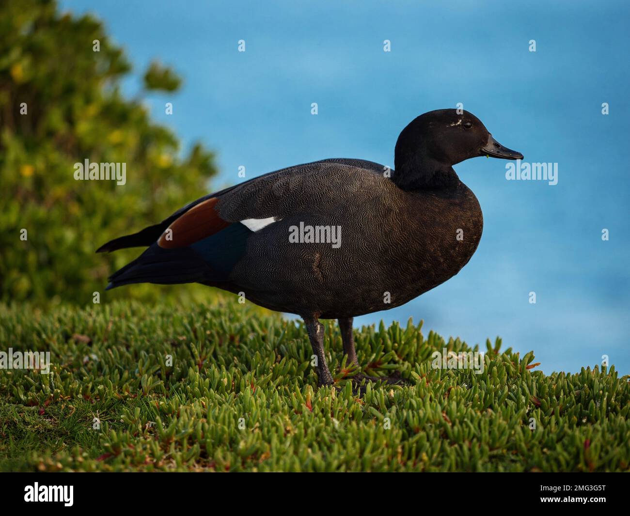 Close up of black male Paradise Shelduck duck bird standing in green ...