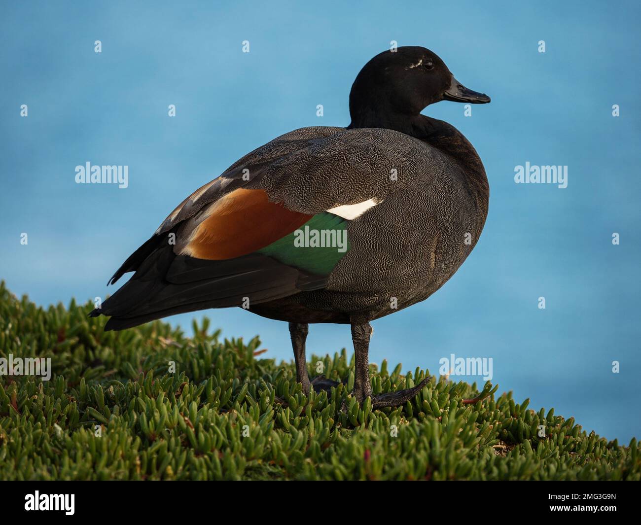 Black male Paradise Shelduck duck bird with typical green brown and ...
