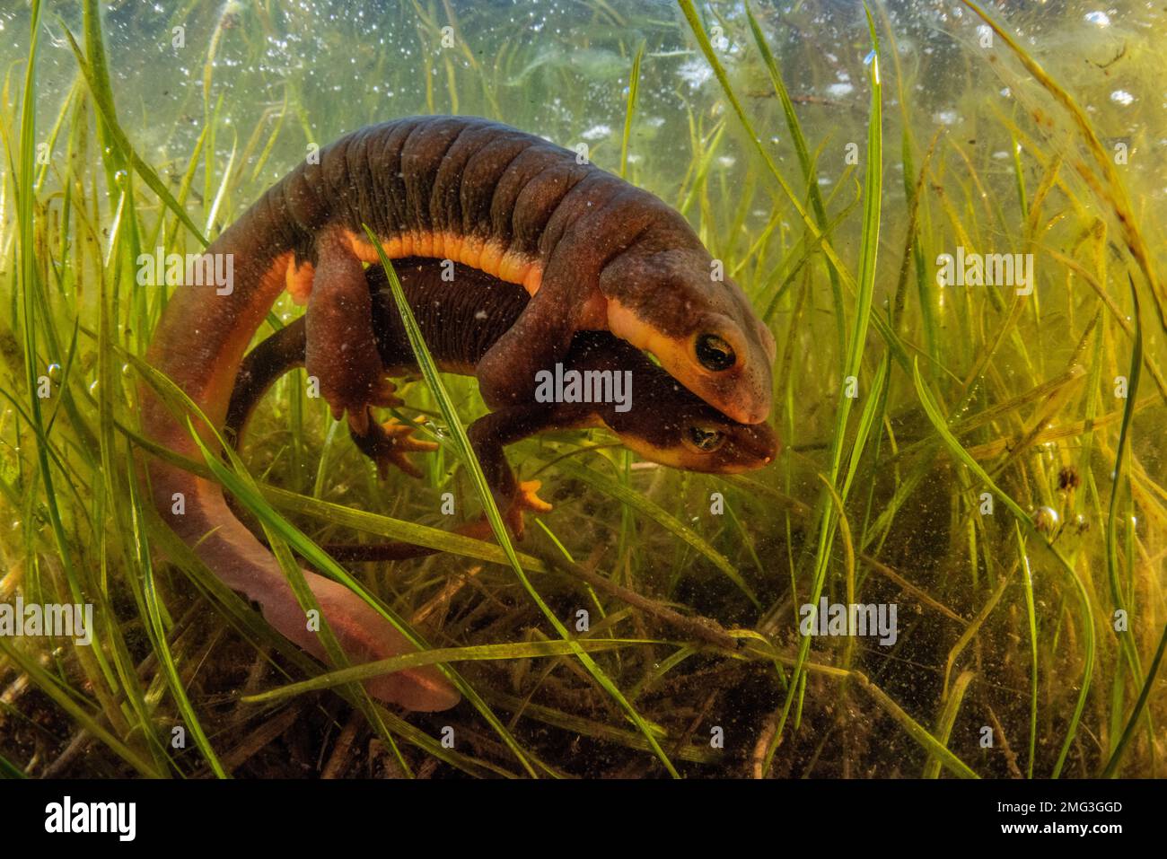 Underwater details hi-res stock photography and images - Alamy