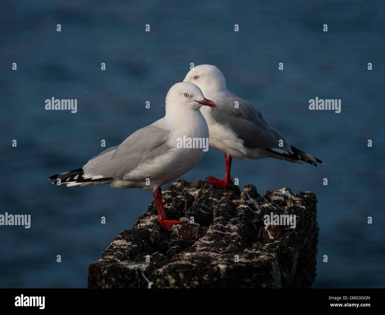 Close up portrait of white and gray red billed gull tarapunga birds ...