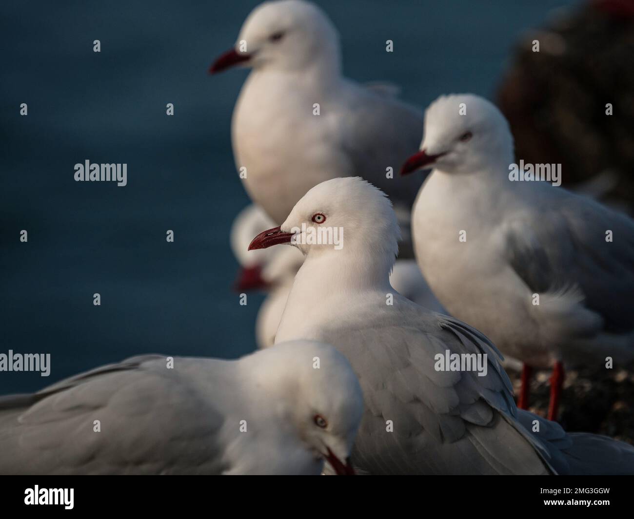 Close up portrait of white and gray red billed gull tarapunga birds ...