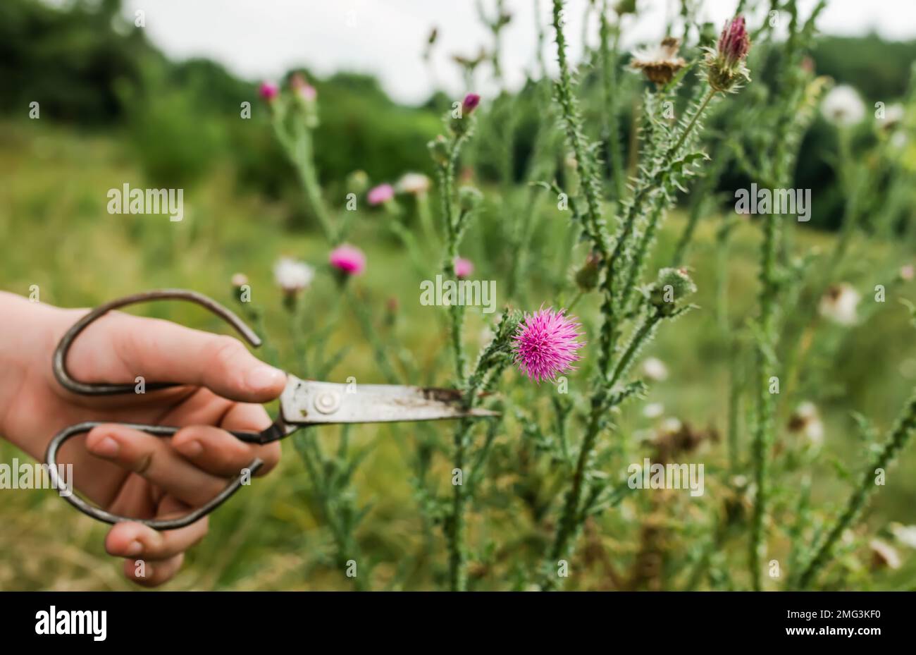 Carduus acanthoides, spiny plumeless thistle, welted thistle, or ...