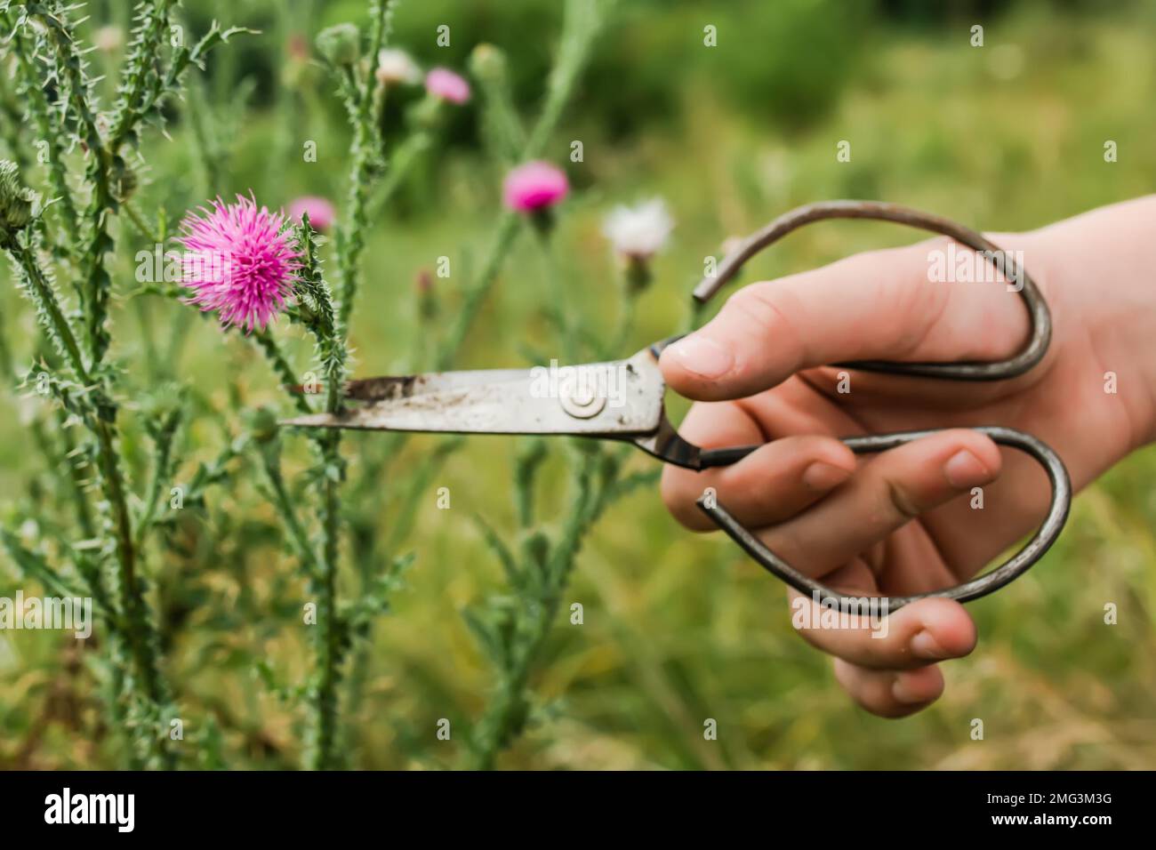 Carduus acanthoides, spiny plumeless thistle, welted thistle, or ...