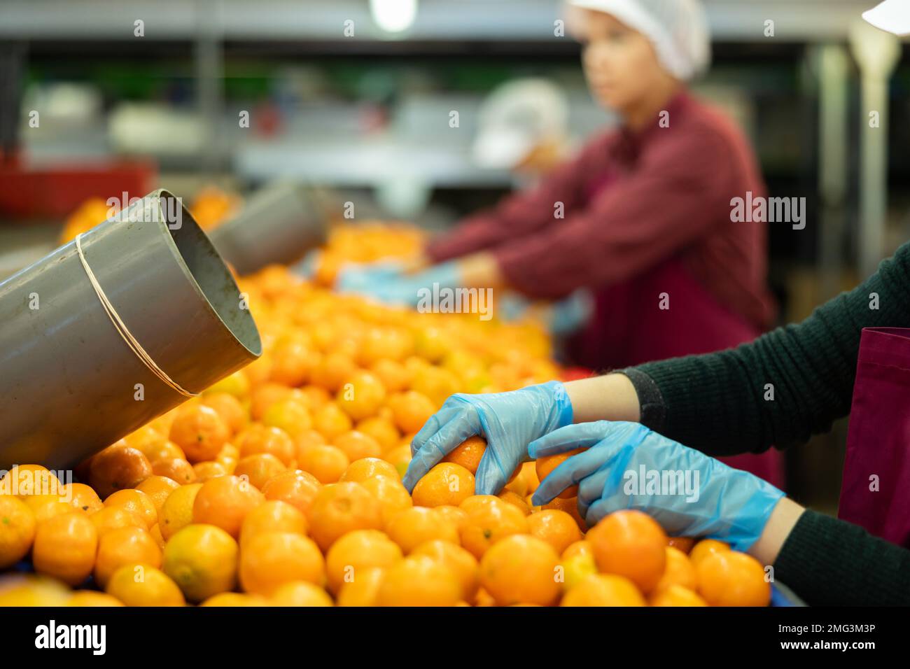 Hands fruit sorting warehouse hi-res stock photography and images - Alamy