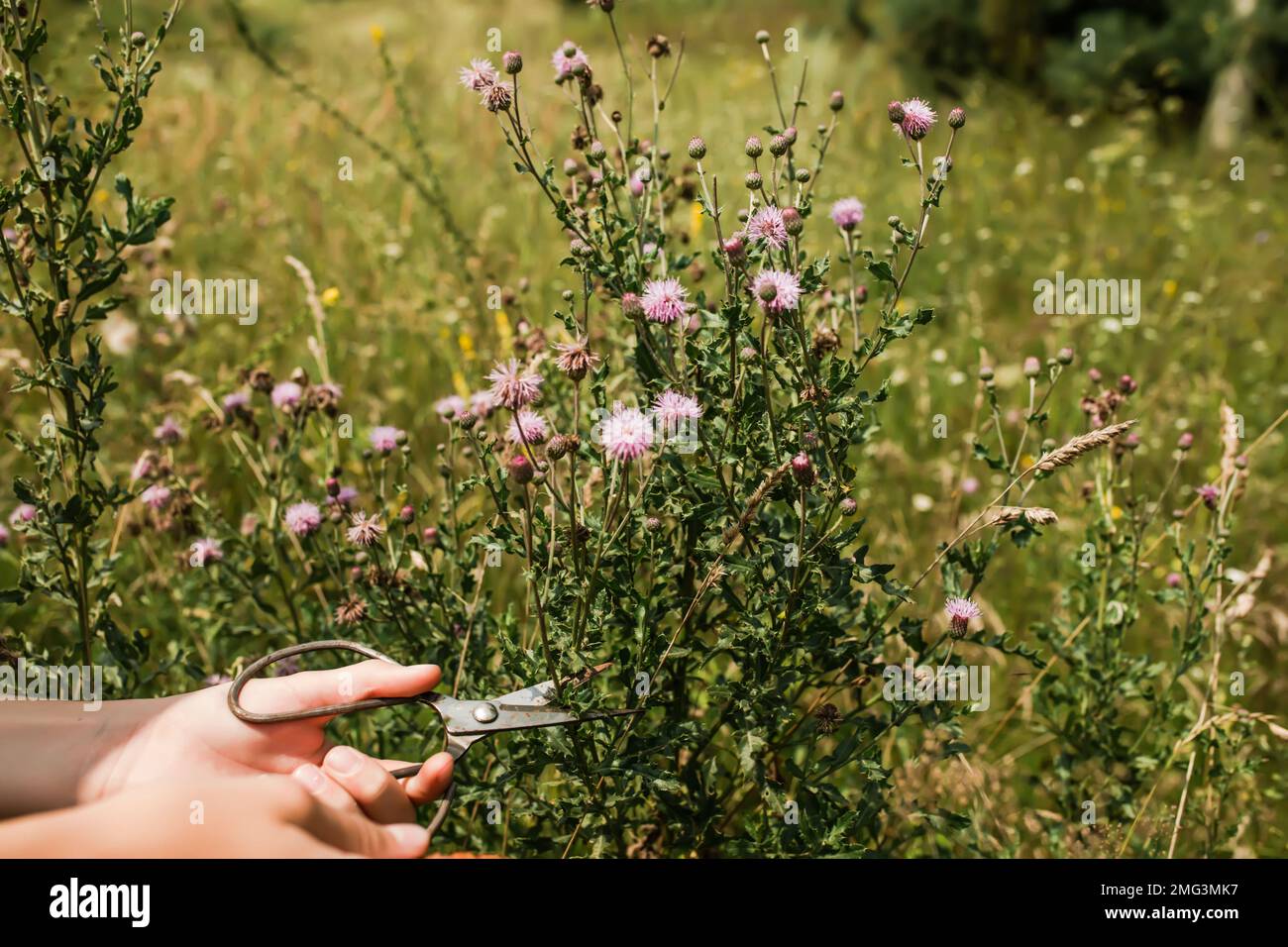 Herbalist's hand with vintage scissors collects grass for abundant ...