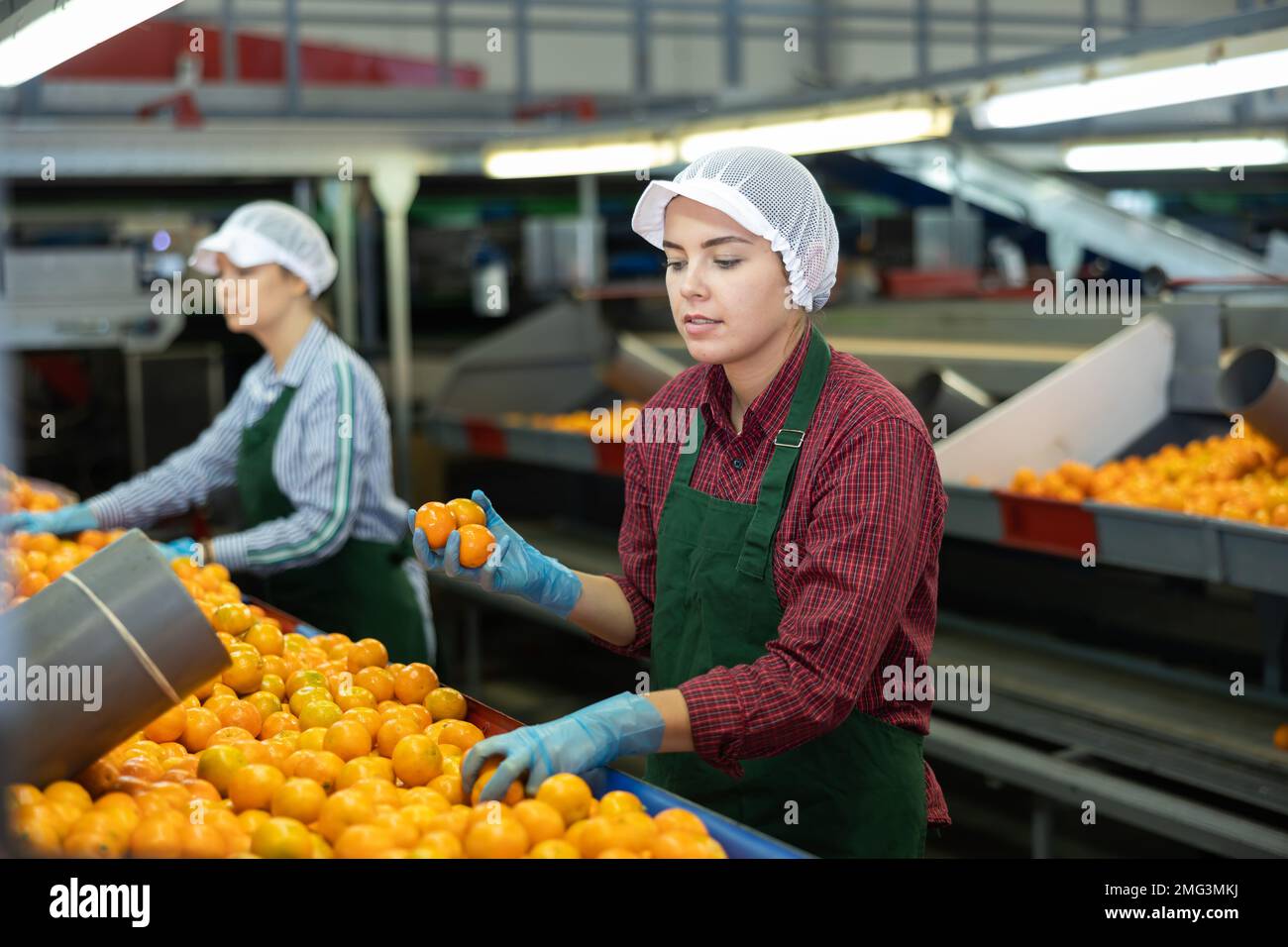 Young girl sorting mandarins on conveyor line at fruit factory Stock ...
