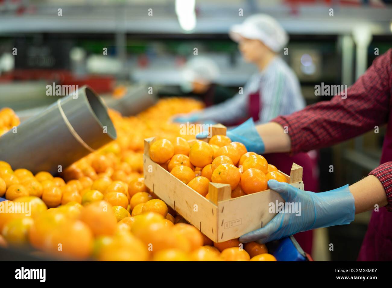 Hands fruit sorting warehouse hi-res stock photography and images - Alamy