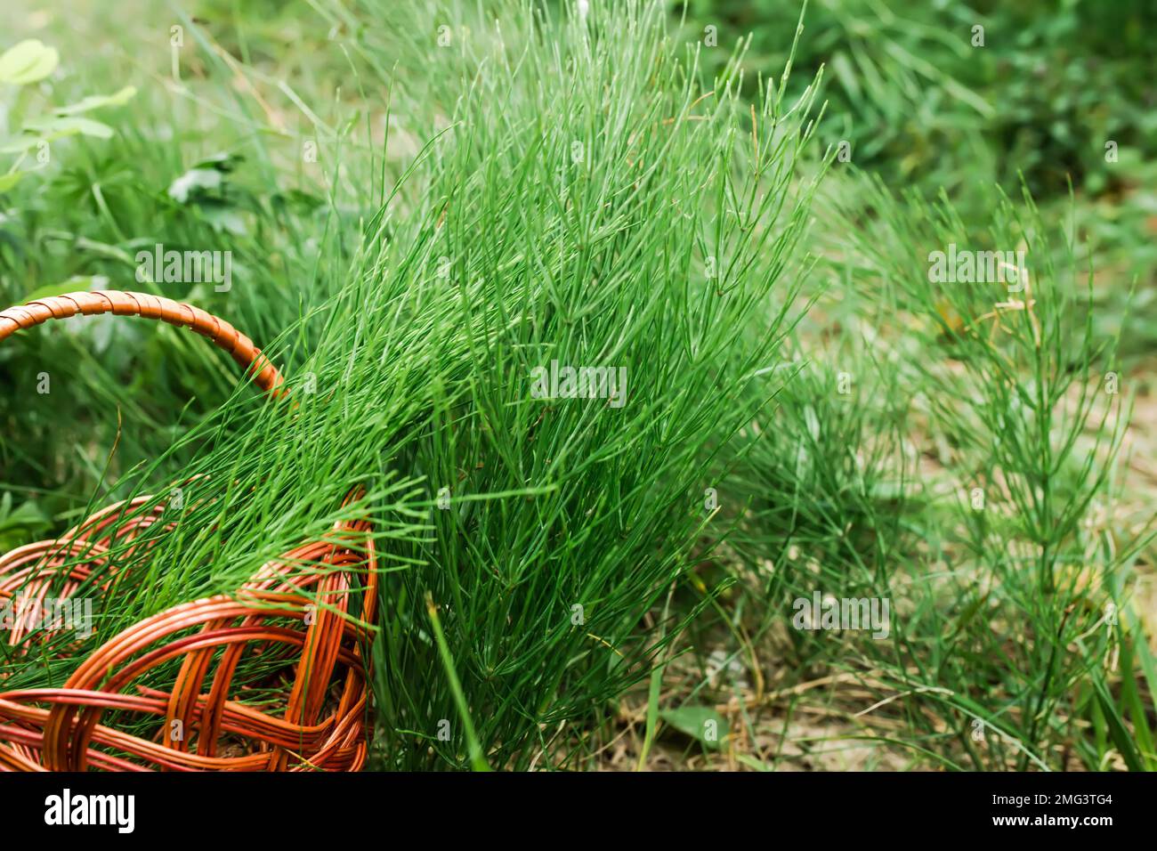 stems quisetum arvense, field horsetail or common horsetail in a meadow ...