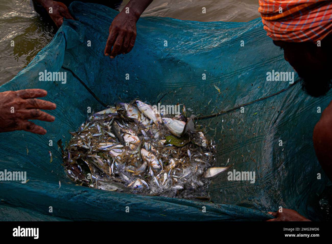 Indian fishermen fish in the receding flood waters at a paddy field on ...
