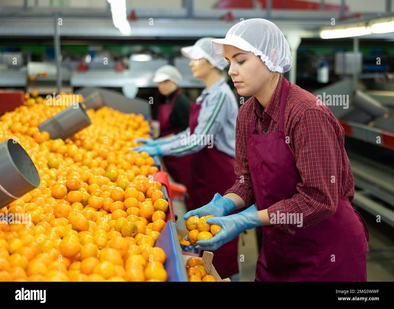Young female sorter working on mandarins sorting line Stock Photo - Alamy