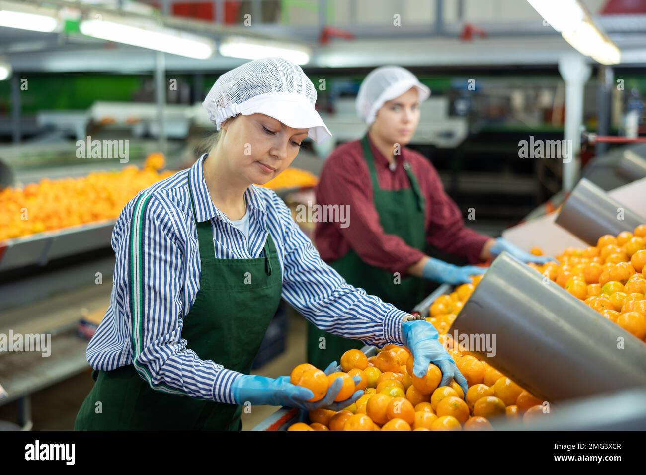 Female sorter working on mandarins sorting linea at factory Stock Photo ...