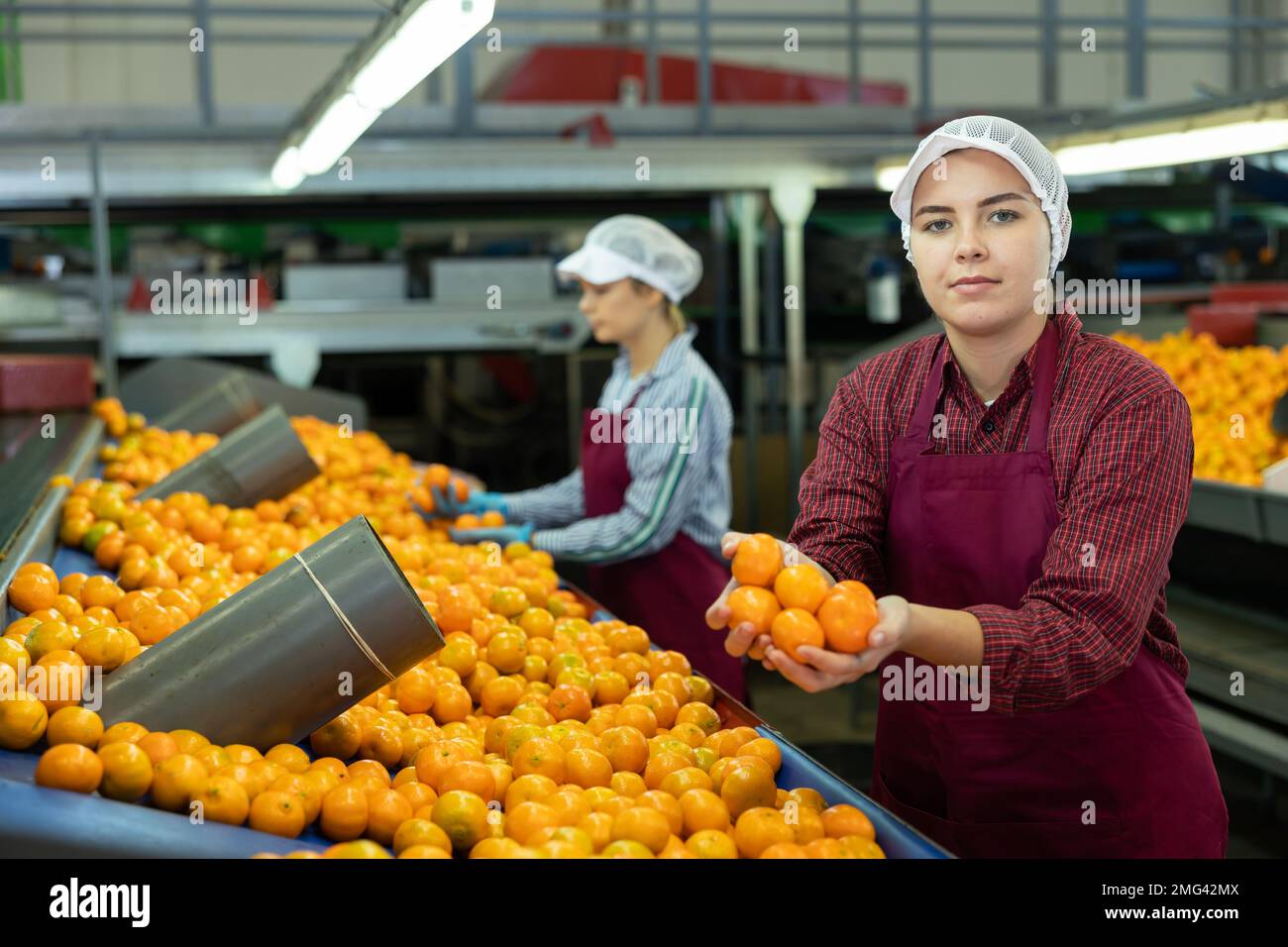 Cheerful girl sorting mandarins on conveyor line of factory Stock Photo ...