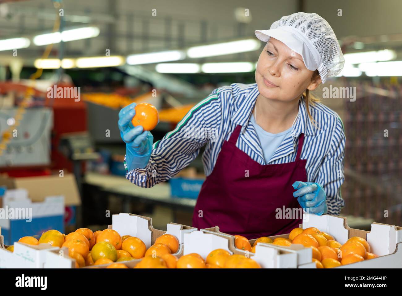 Female fruit sorting factory employee checking tangerines in boxes ...