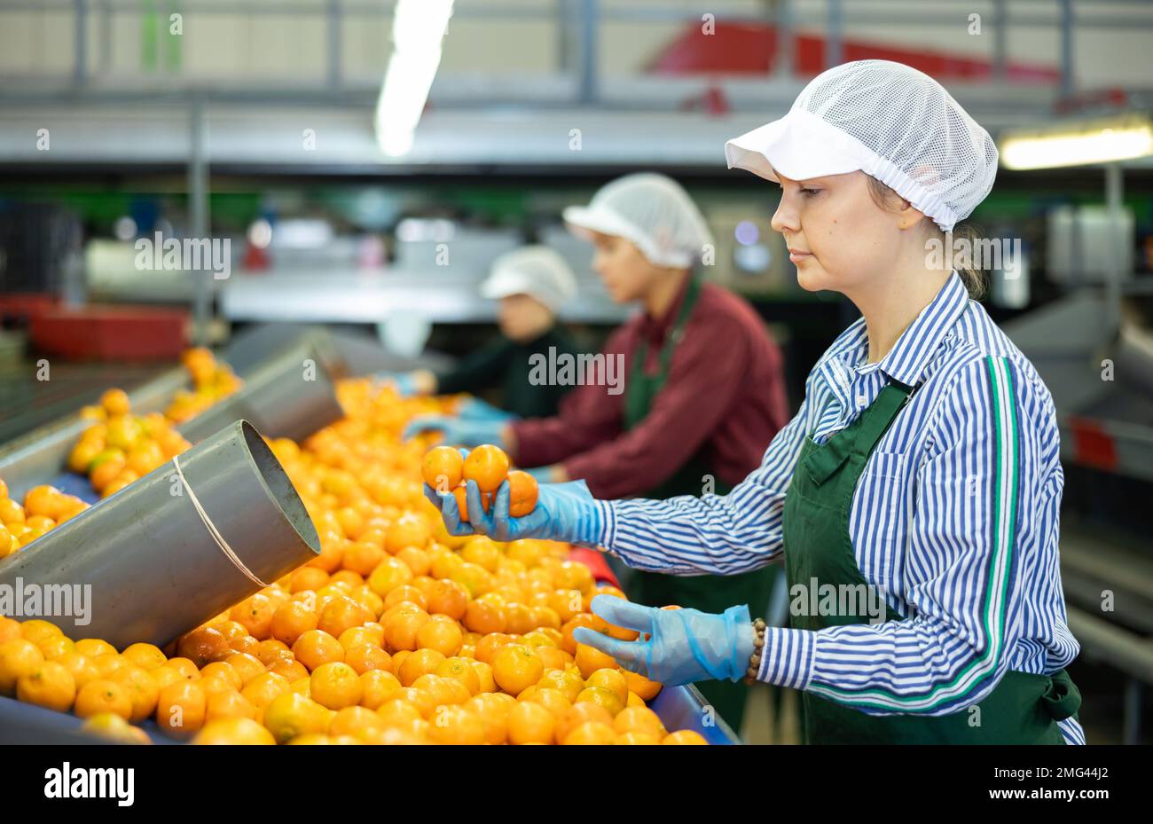Young women sorts tangerines on a conveyor line. Fruit quality check ...