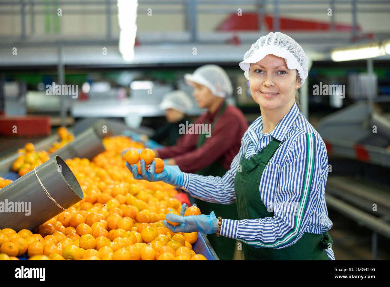 Glad woman in uniform sorts fresh ripe tangerines on the conveyor belt ...