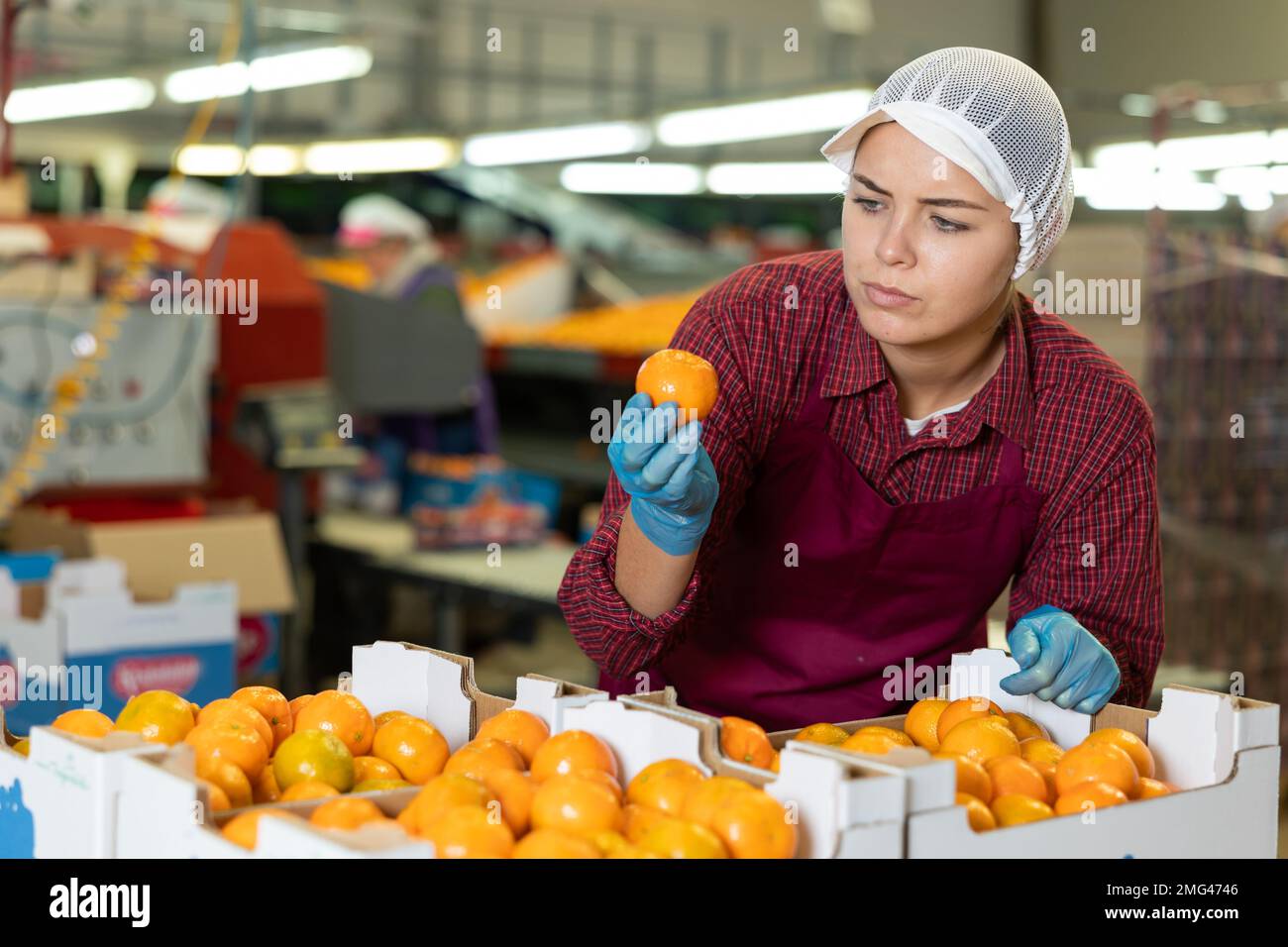 Young girl fruit warehouse worker checking mandarins in boxes Stock ...