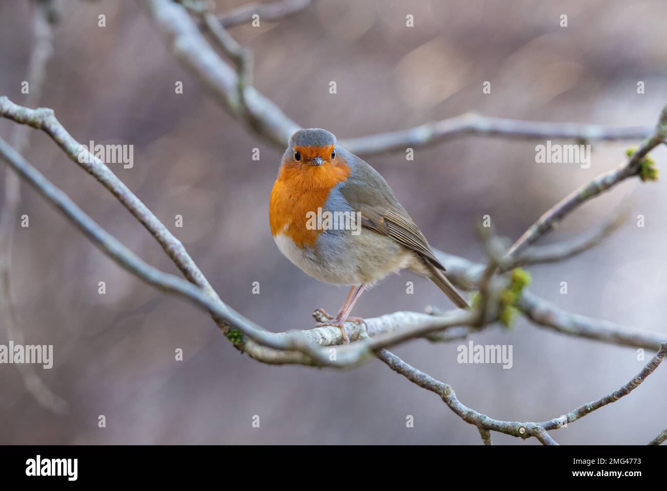 European Robin, (Erithacus rubecula), Haddo Country Park, Aberdeenshire ...
