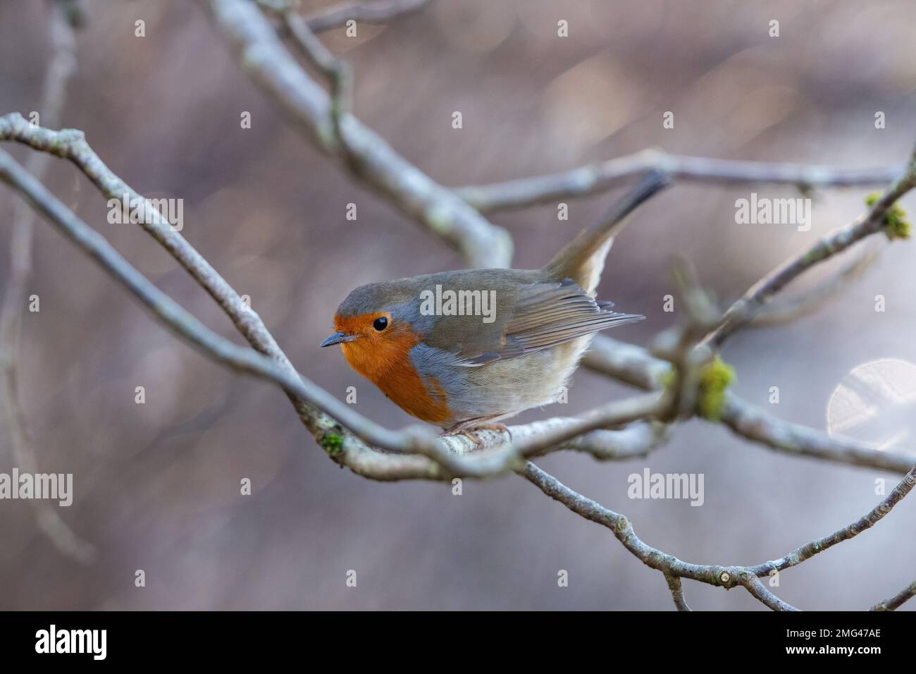 European Robin, (Erithacus rubecula), Haddo Country Park, Aberdeenshire ...
