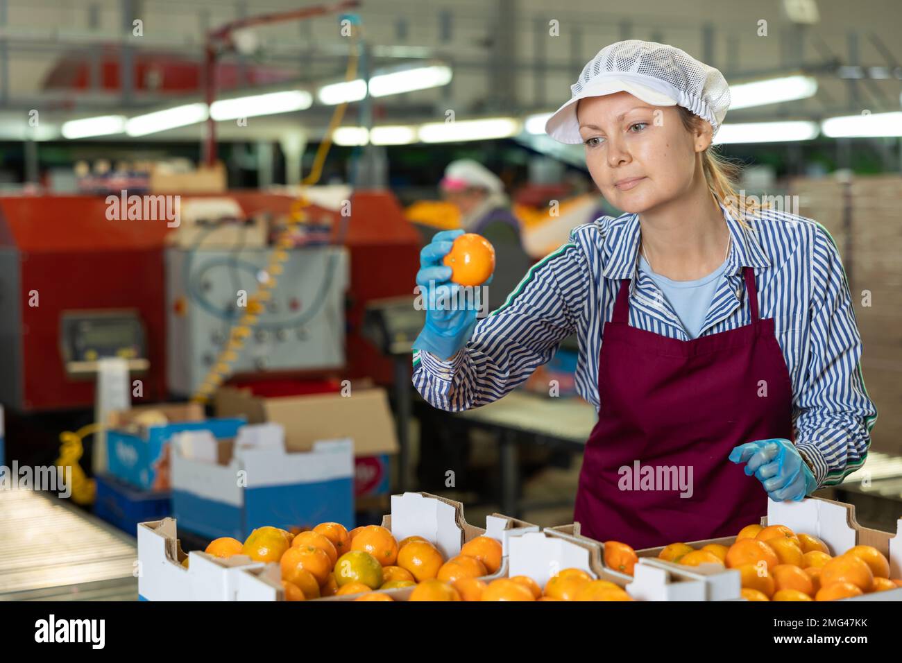 Female fruit sorting factory employee checking tangerines in boxes ...