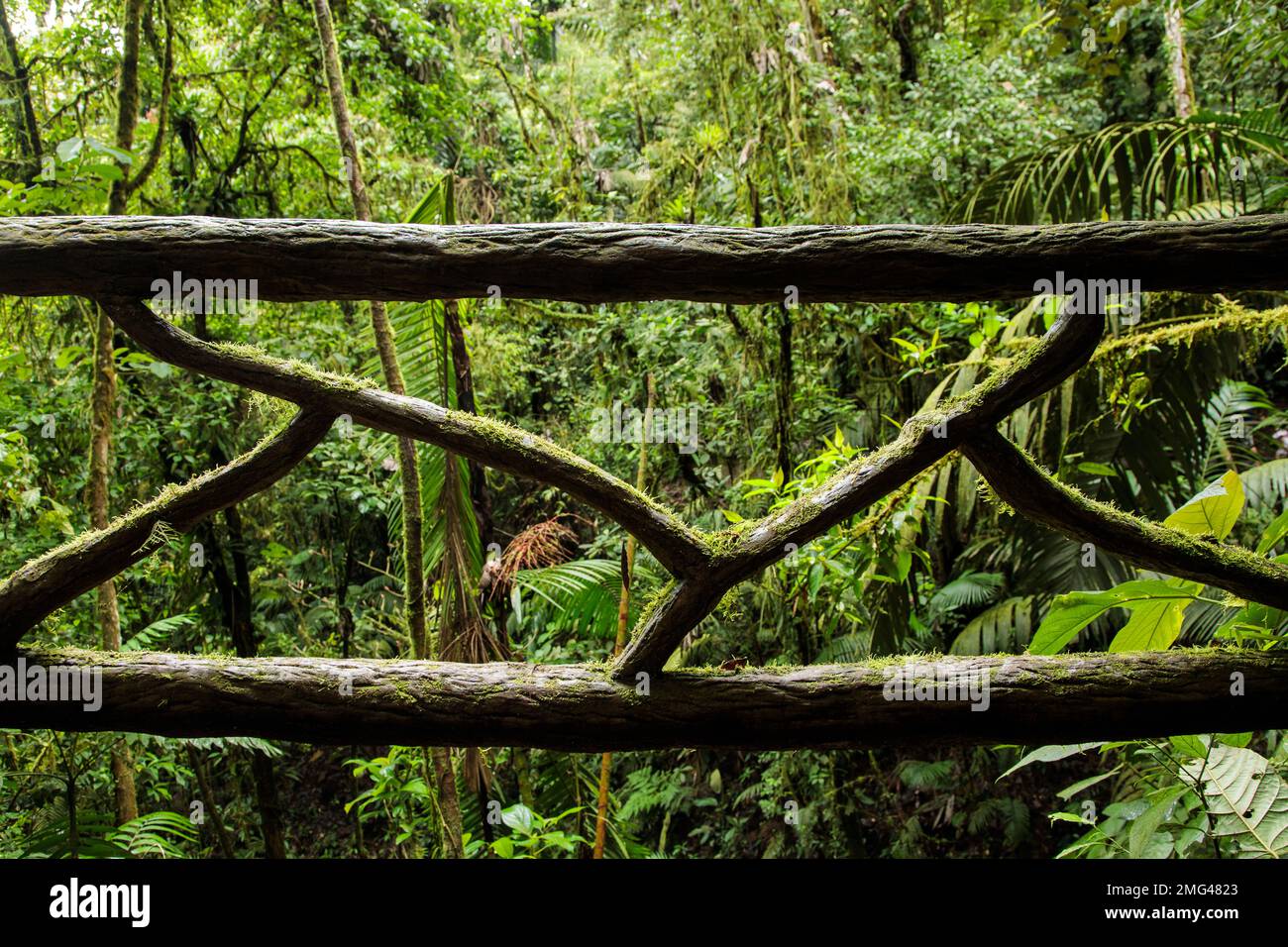 Detailed bridge railing along a forest canopy path at Mistico Arenal ...