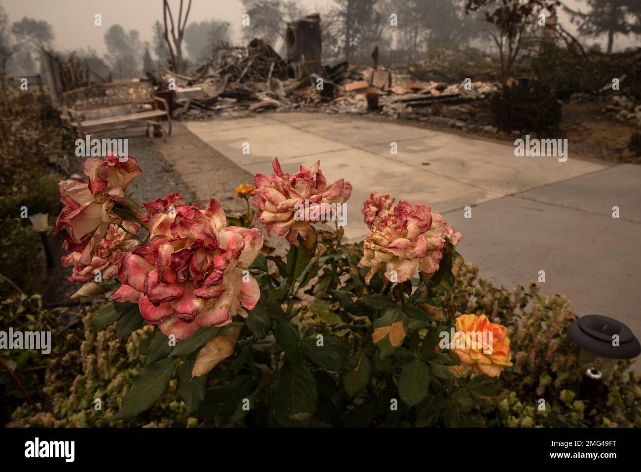 Burnt roses are seen outside a destroyed home as destructive wildfires ...