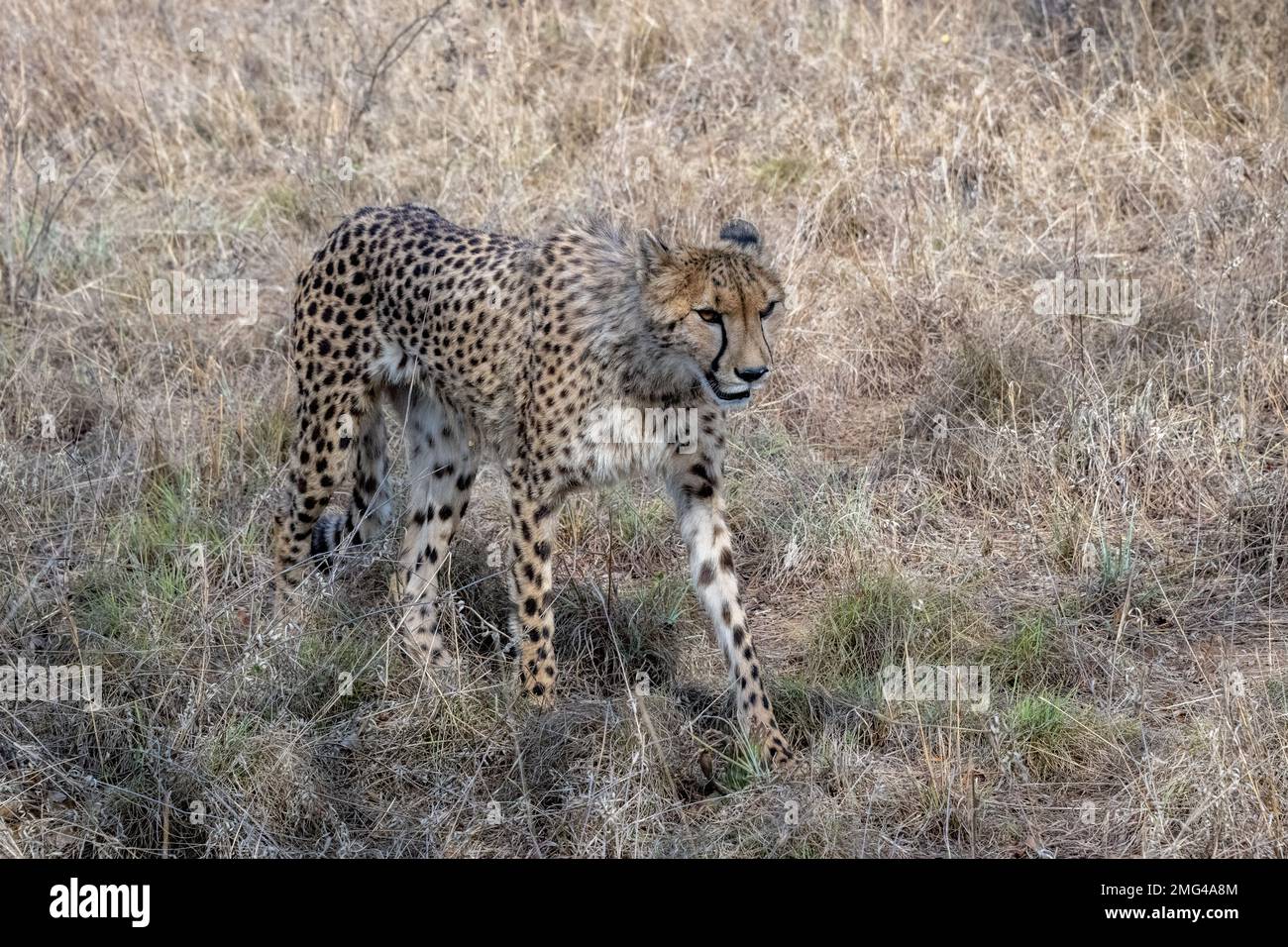Grasslands predator hi-res stock photography and images - Alamy
