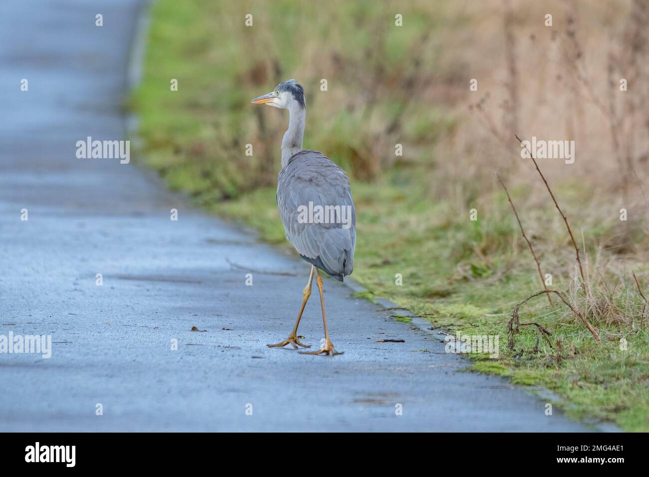Grey heron on a path (Ardea cinerea), River Don, Aberdeen, Scotland, UK ...
