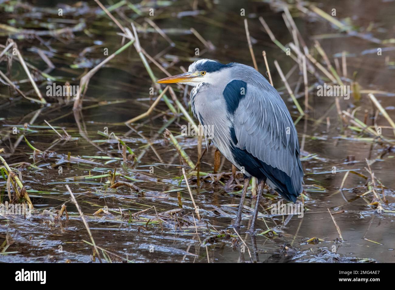 Heron river don hi-res stock photography and images - Alamy