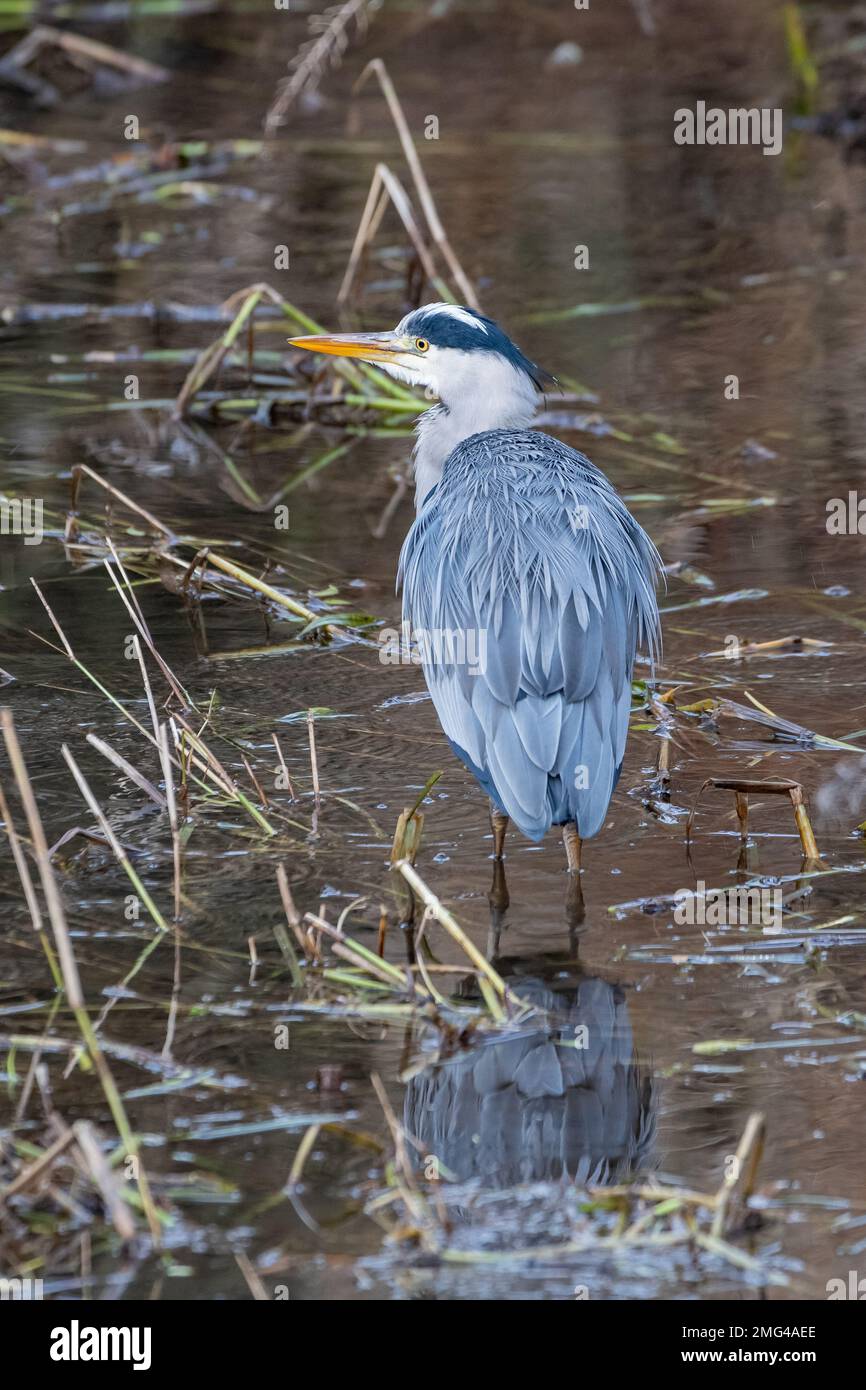 Heron river don scotland hi-res stock photography and images - Alamy