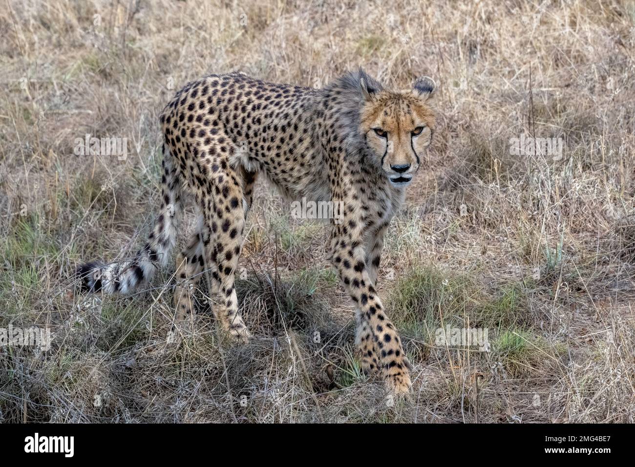 Cheetah walking through the Grasslands Stock Photo - Alamy