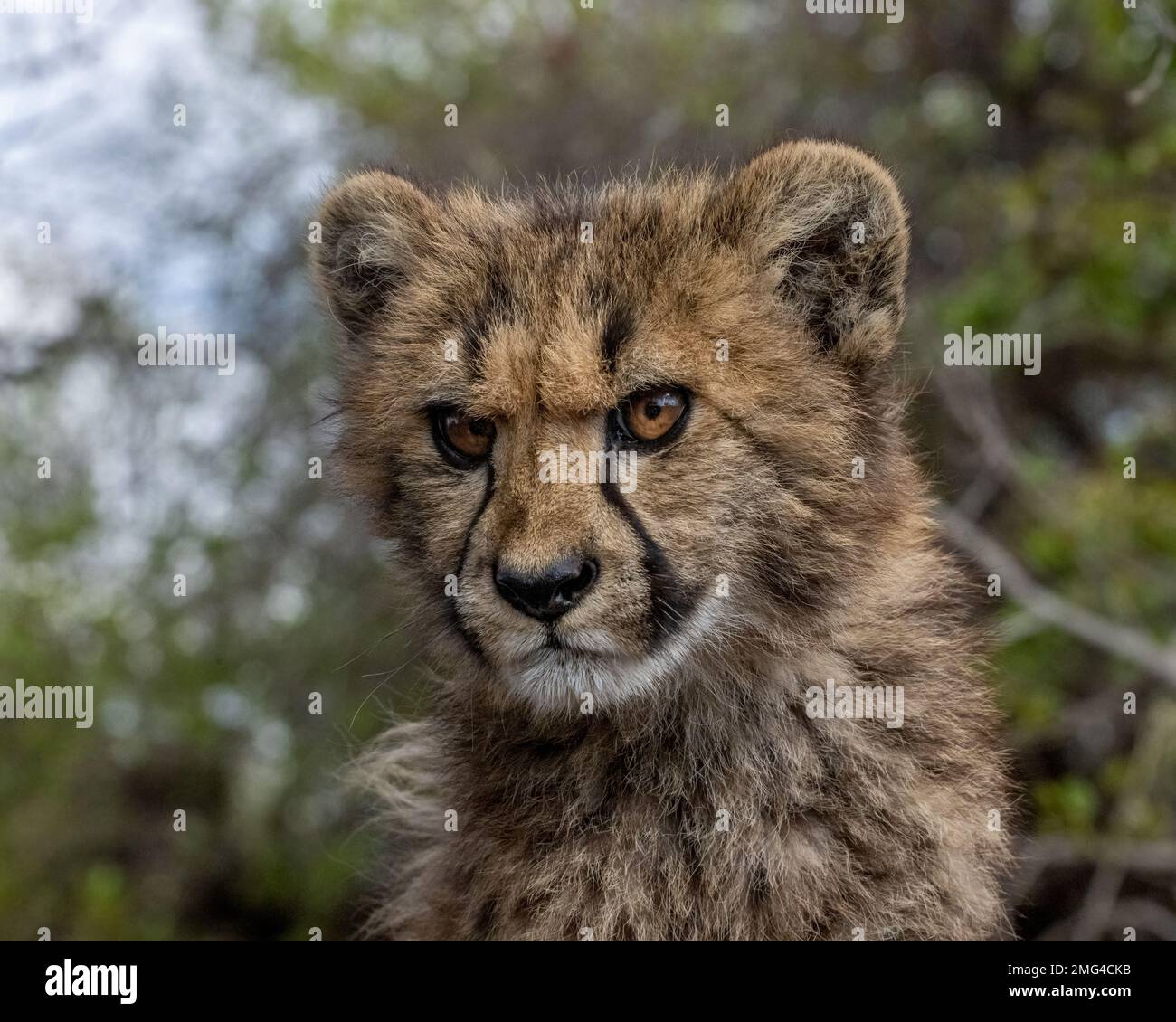 Cheetah Cub with a Cute Scowling Expression Stock Photo - Alamy