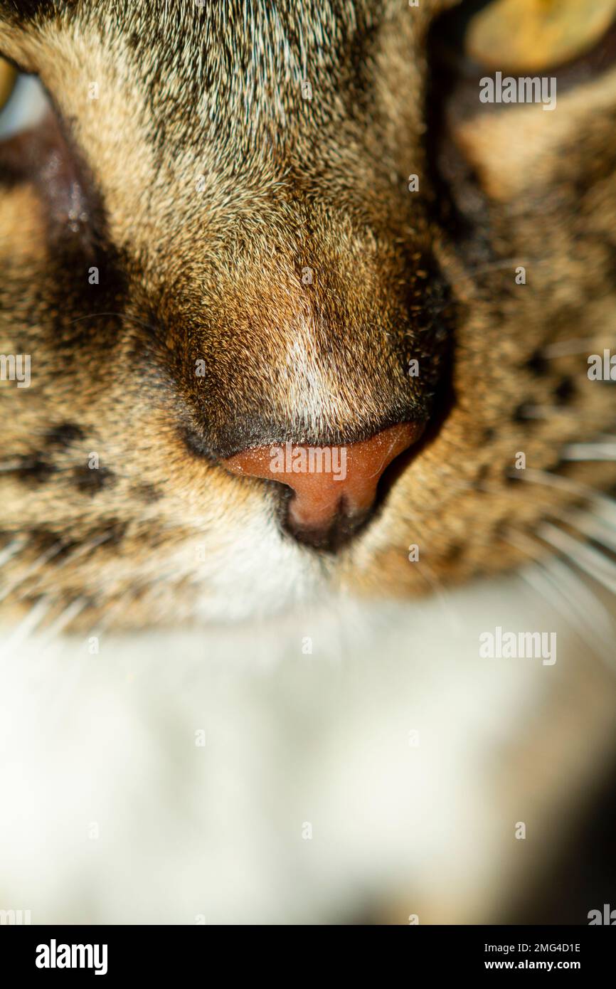 Closeup vertical image of a brown tabby cat's damp nose, with lots of ...