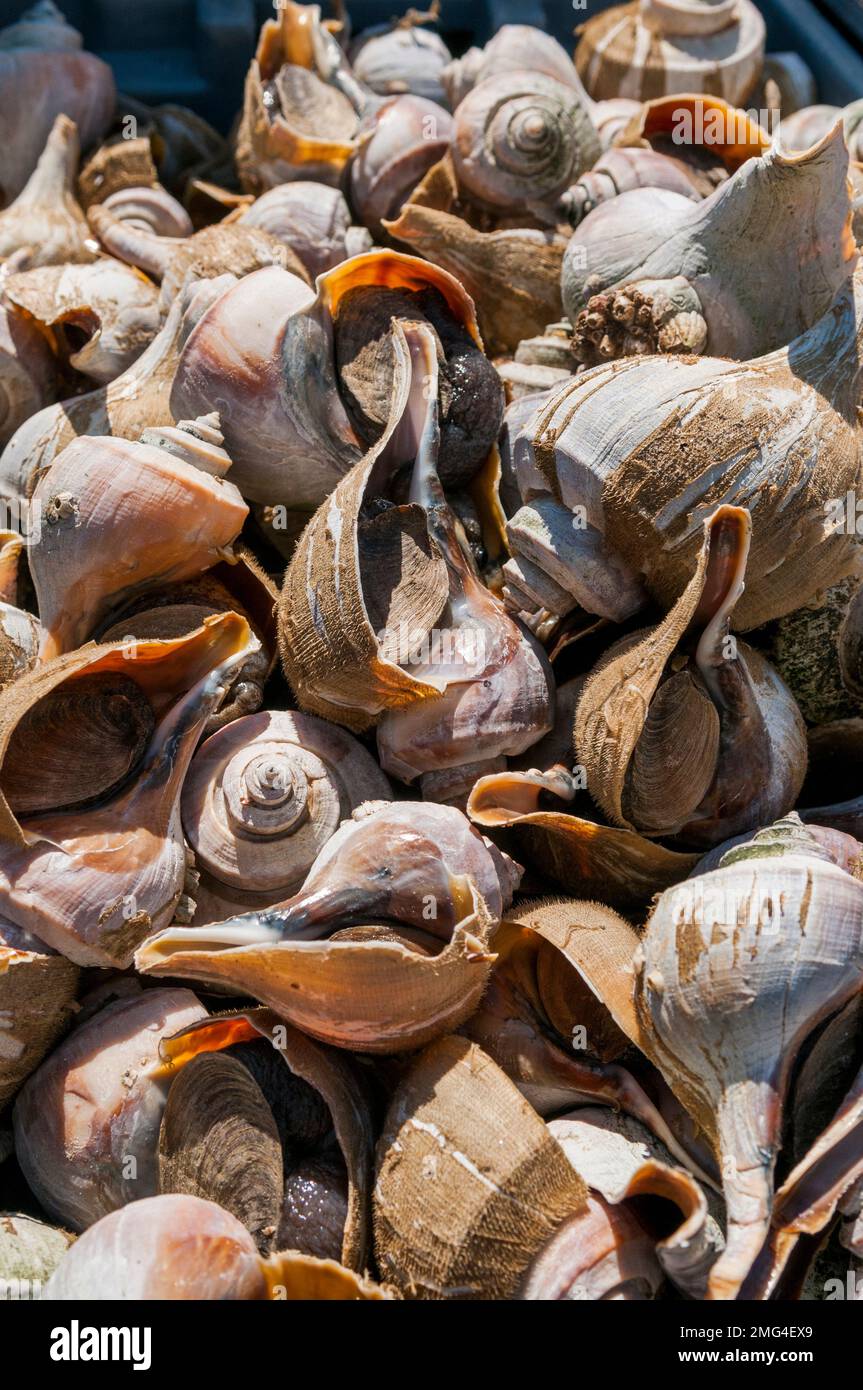 Fisherman's truck loaded with bins of freshly caught Conch, Chatham ...