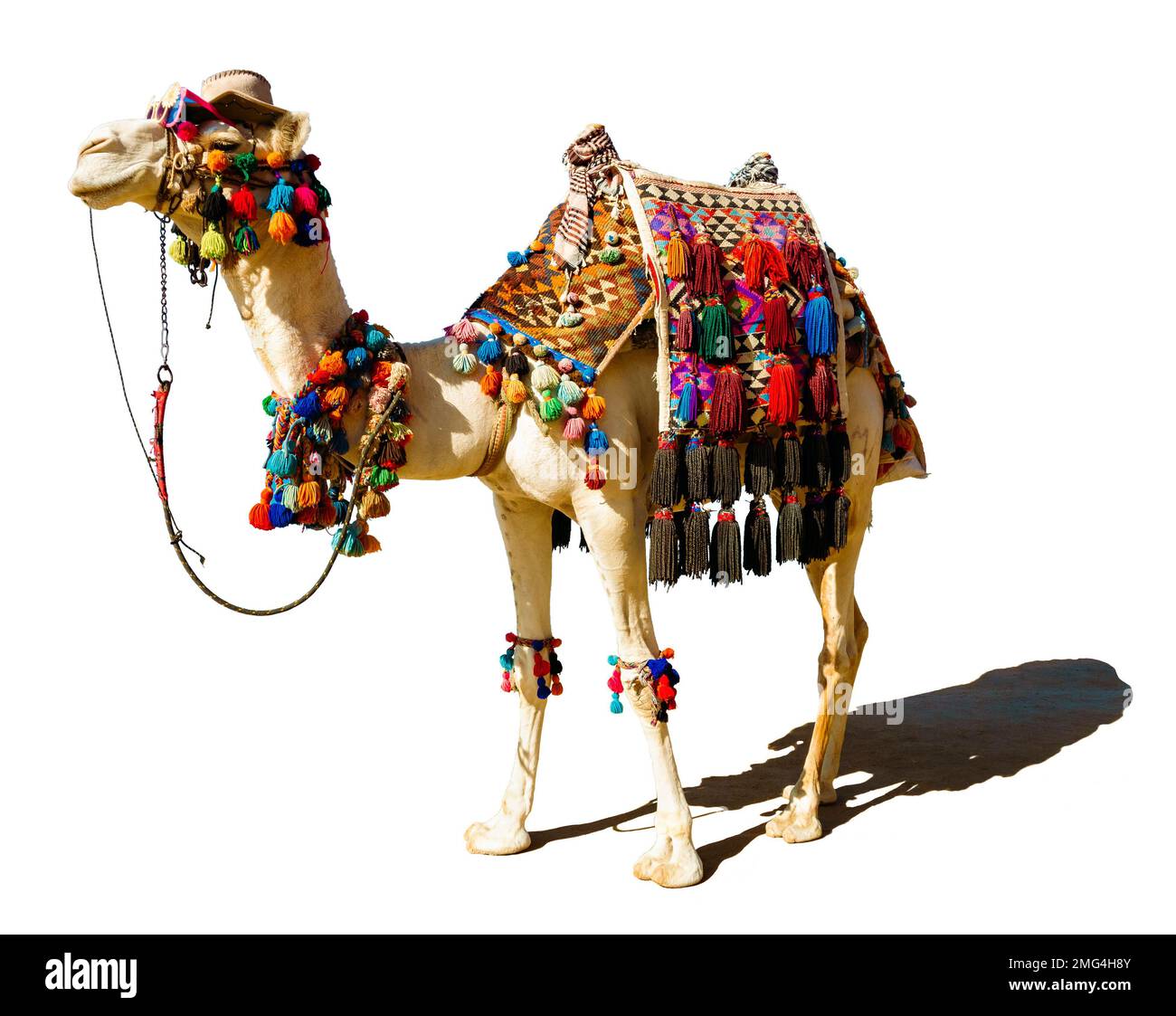 The decorated camel is isolated on a white background. On the muzzle is ...