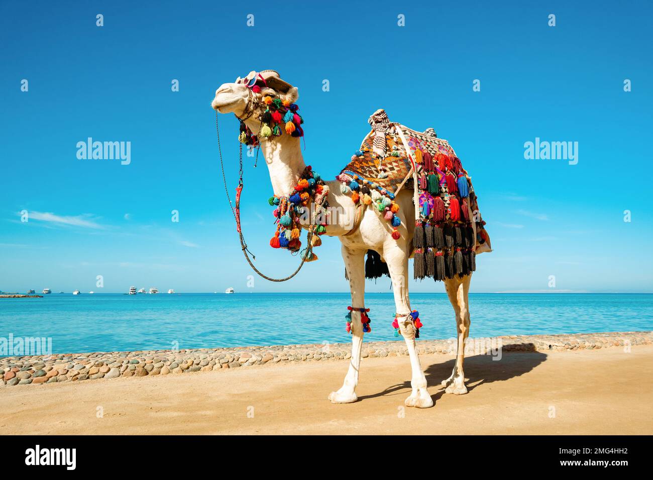 Camel in funny things on the background of the sea. Funny face with ...
