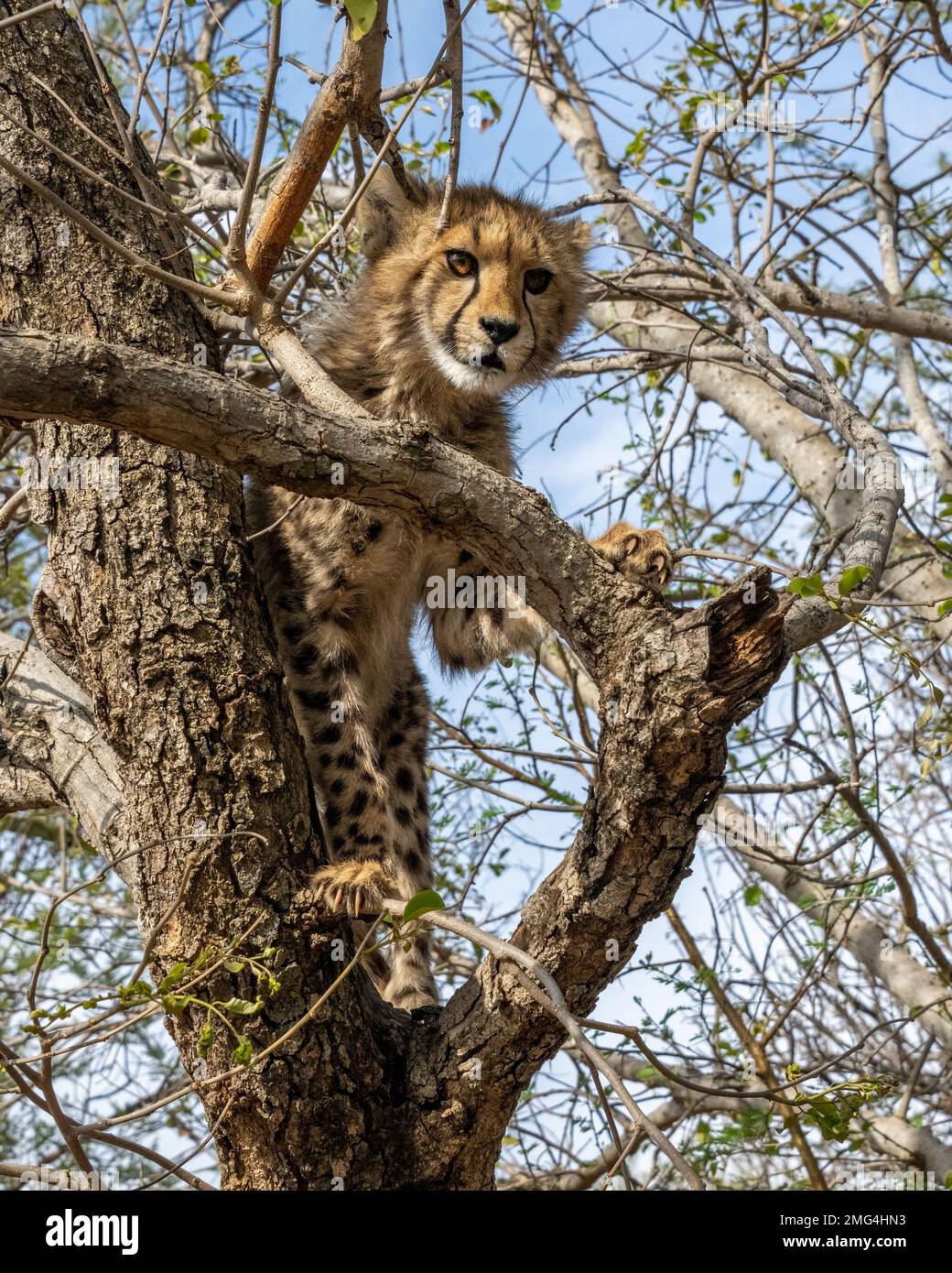 Cheetah Cub climbing a Tree in South Africa Stock Photo - Alamy