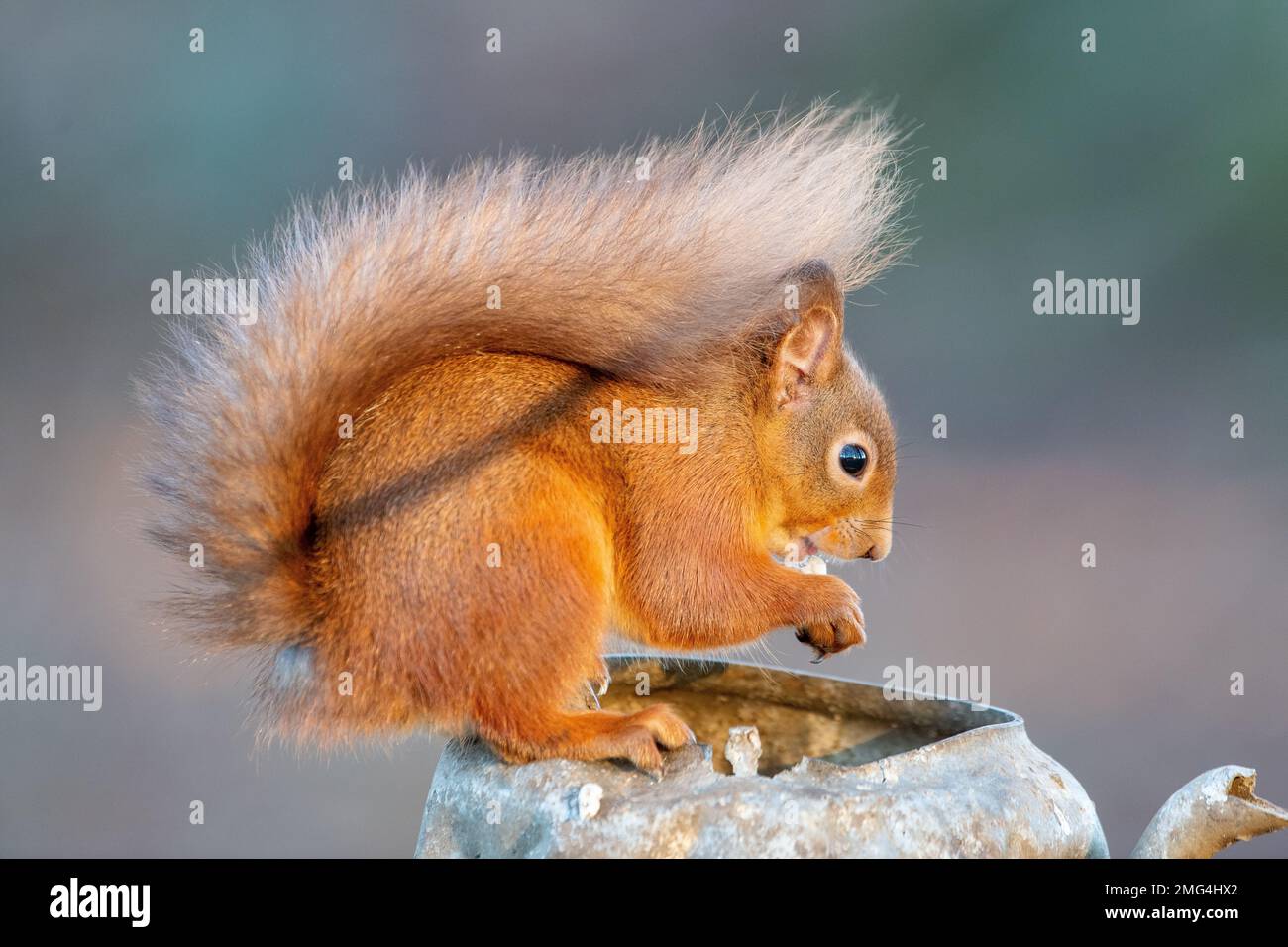 Native rodent hi-res stock photography and images - Alamy