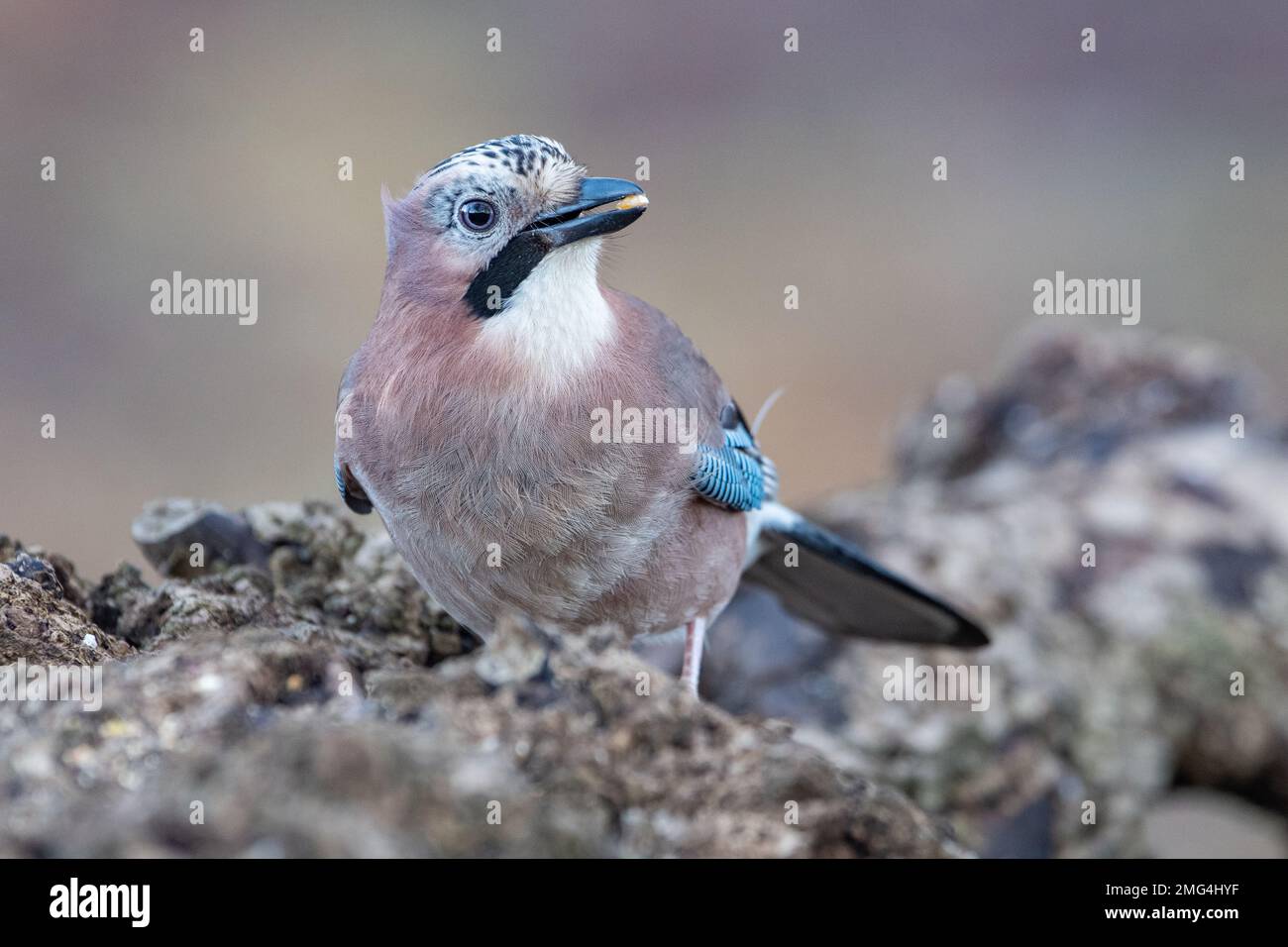 Jay, (Garrulus glandarius), Insch, Aberdeenshire, Scotland, UK Stock ...