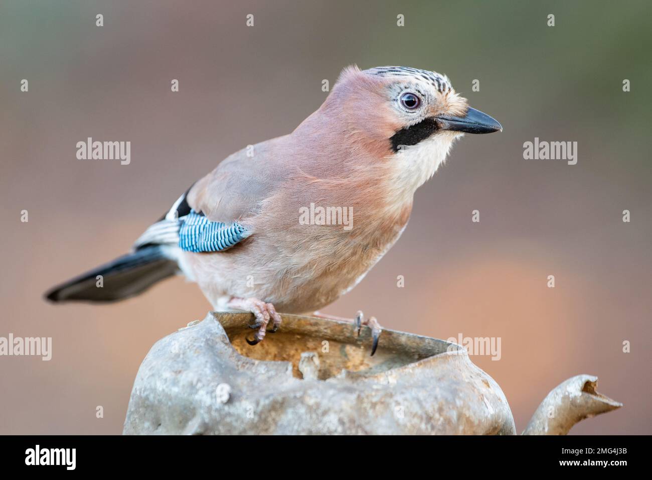 Eurasian jay bird scotland hi-res stock photography and images - Alamy