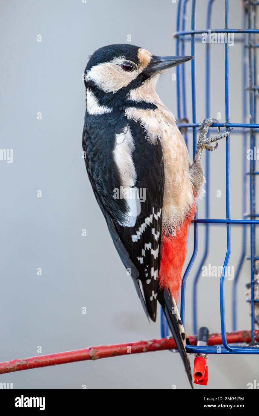 Great spotted woodpecker, (Dendrocopos major), Insch, Aberdeenshire ...