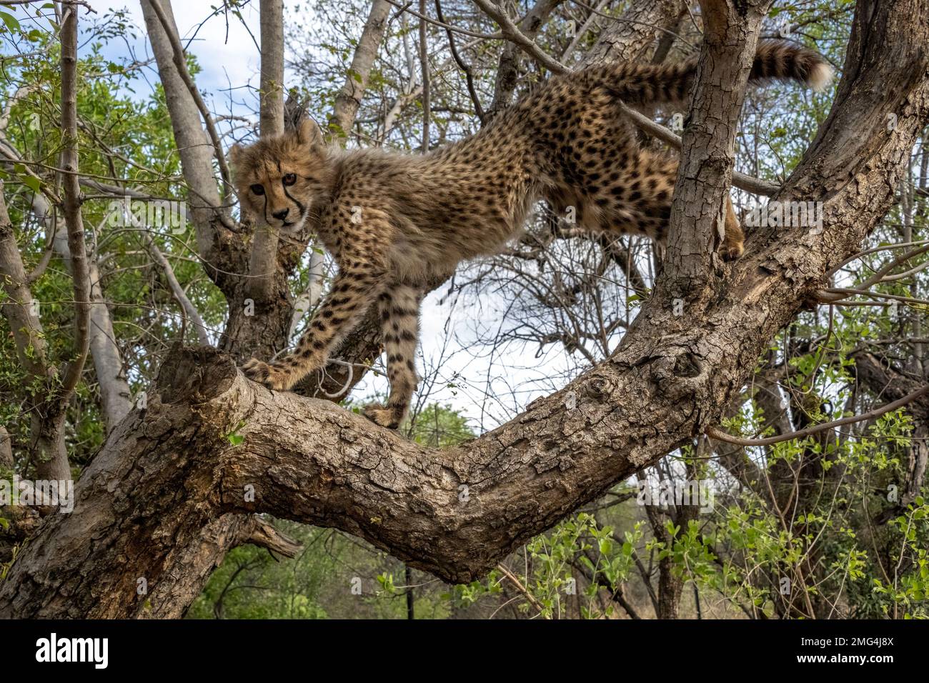 Baby cheetah tree hi-res stock photography and images - Alamy