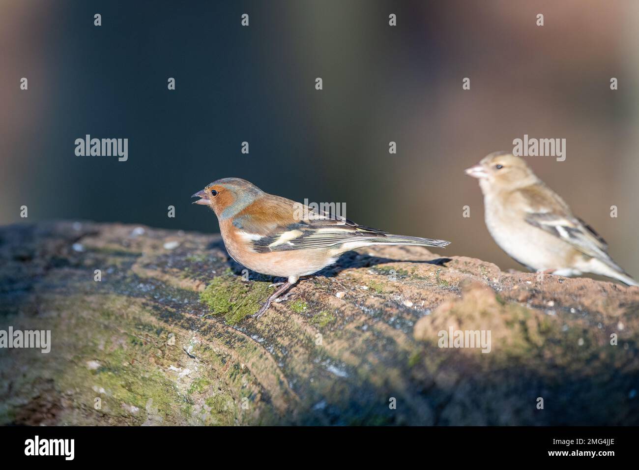 Male and female chaffinch hi-res stock photography and images - Alamy