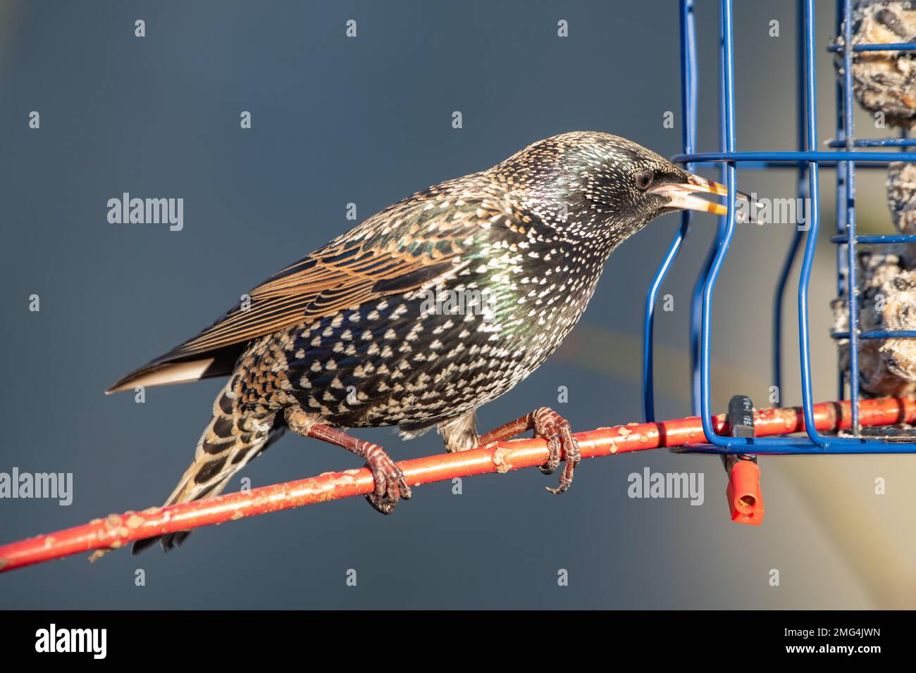 Starling, (Sturnus vulgaris), on a feeder, Insch, Aberdeenshire ...